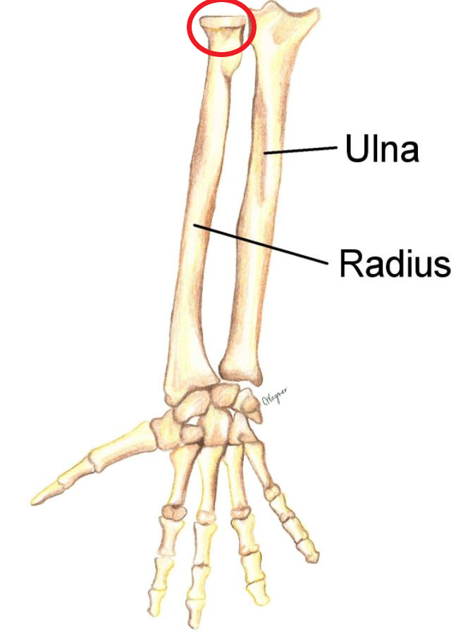 Definition of Terms – Dr. Edward Weldon