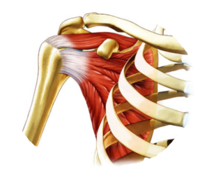 Rotator Cuff Repairs – Dr. Edward Weldon